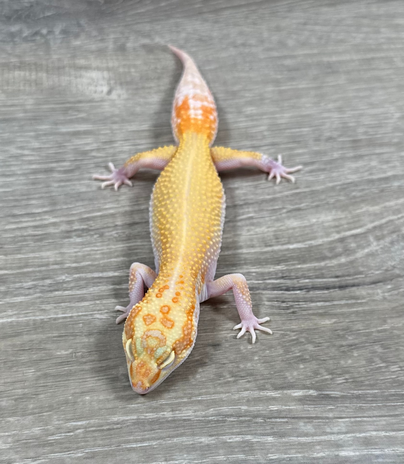 Black Friday Sale! Till Cyber Monday! High Contrast Raptor Leopard ...