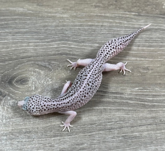 Super Snow Eclipse Leopard Gecko by Red Rock Geckos