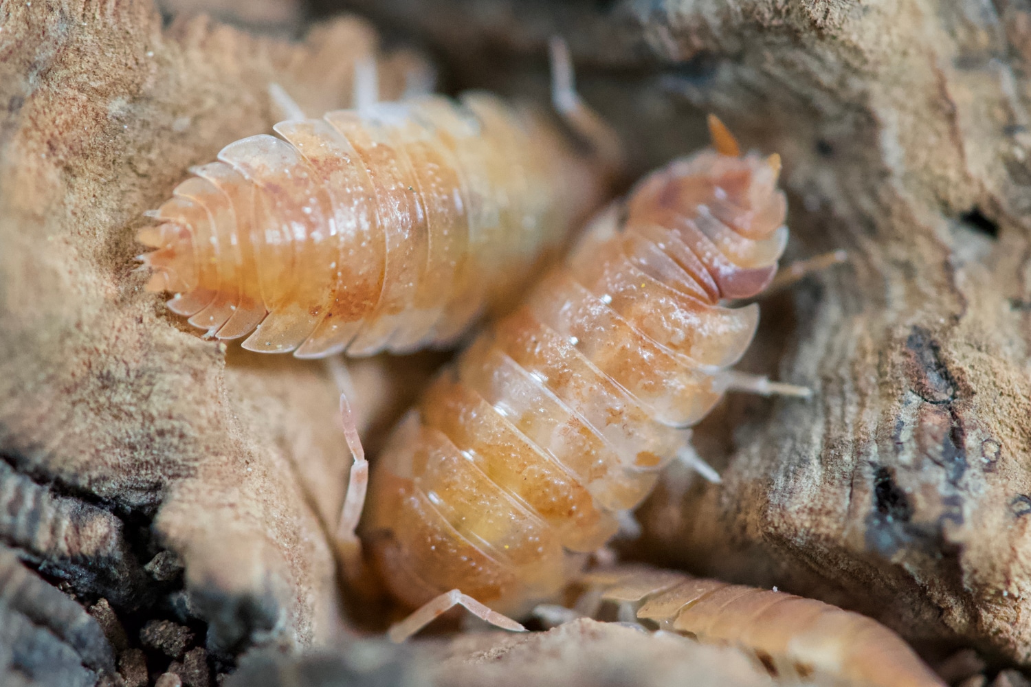 Porcellio Scaber - Orange Koi Isopod by Red Rock Gecko’s - MorphMarket