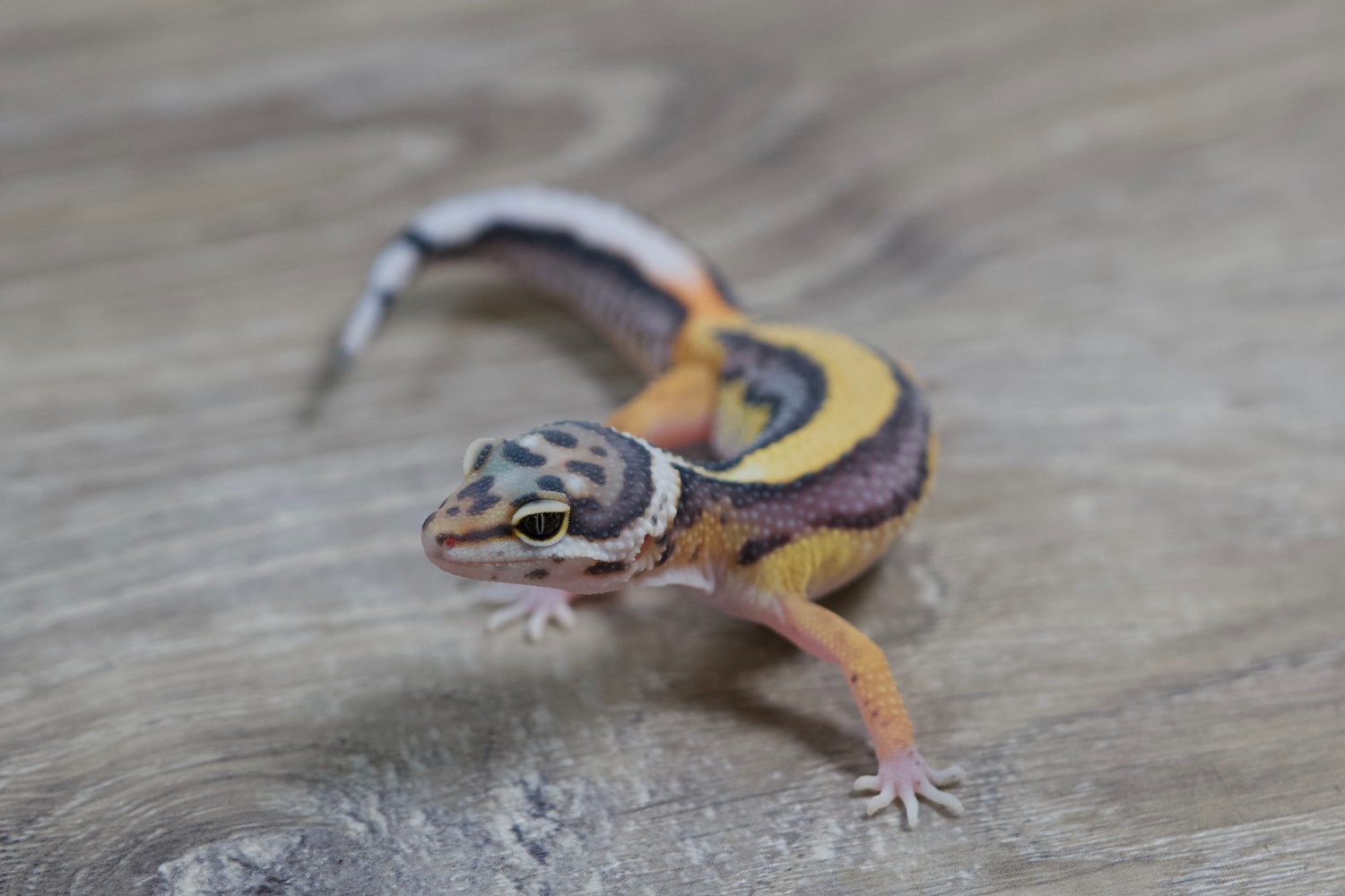 Extreme Bold Leopard Gecko by Red Rock Gecko’s - MorphMarket
