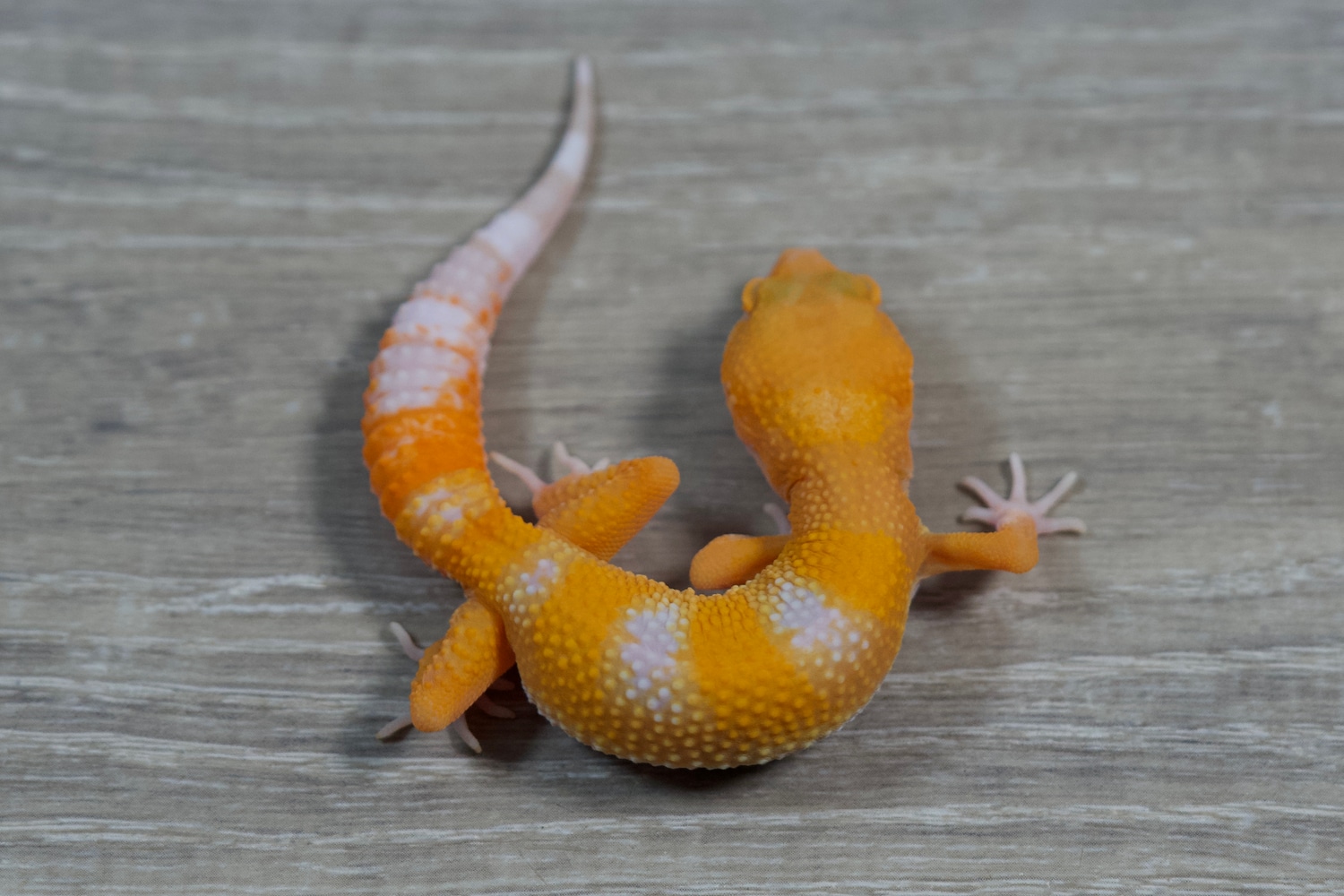 Blood Sunglow Tremper Leopard Gecko by Red Rock Gecko’s - MorphMarket