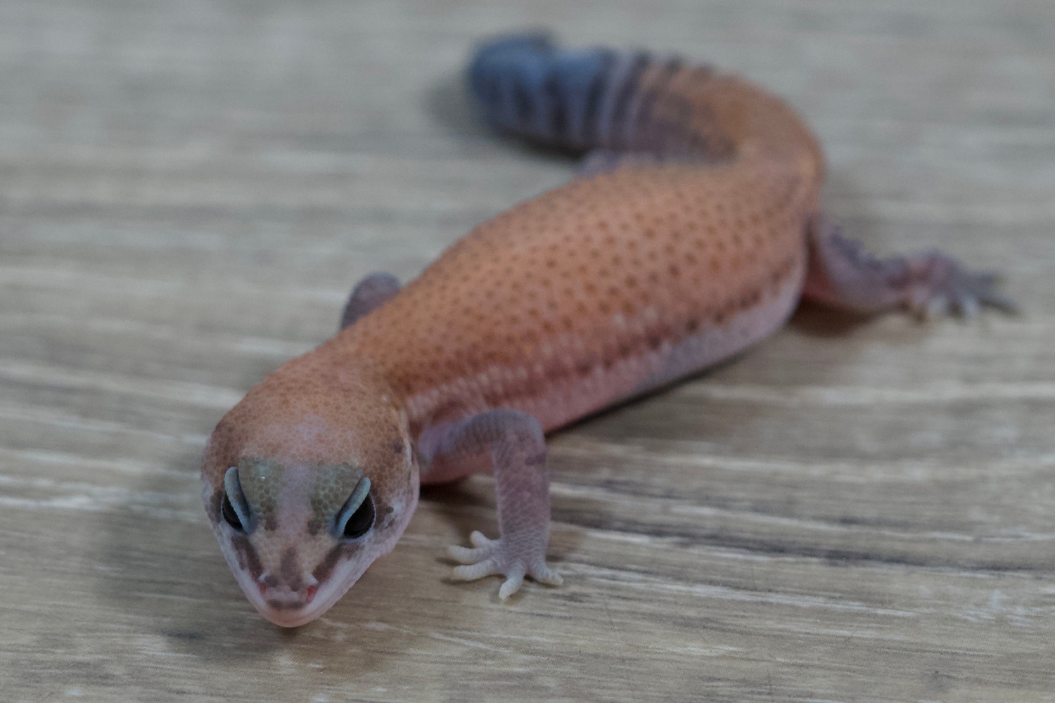 Patternless 100% Het Oreo African Fat-Tailed Gecko by Red Rock Gecko’s ...