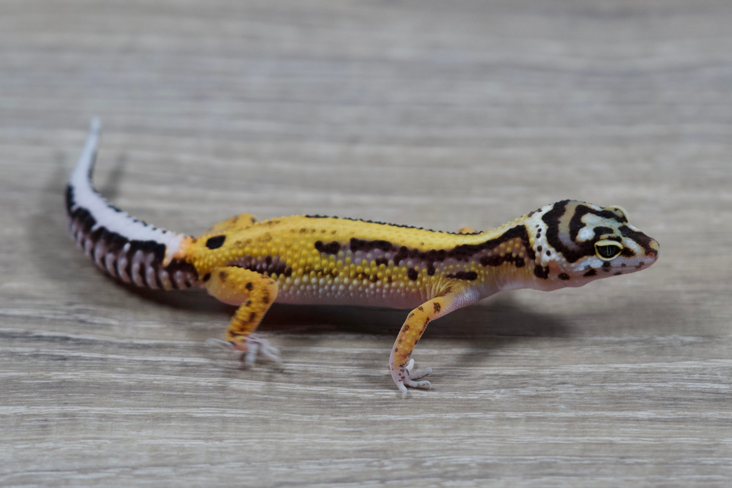 Extreme Bold Leopard Gecko by Red Rock Gecko’s - MorphMarket