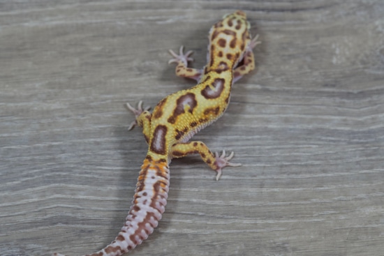 White & Yellow Mack Snow Bell Het Eclipse Leopard Gecko by Red Rock Geckos