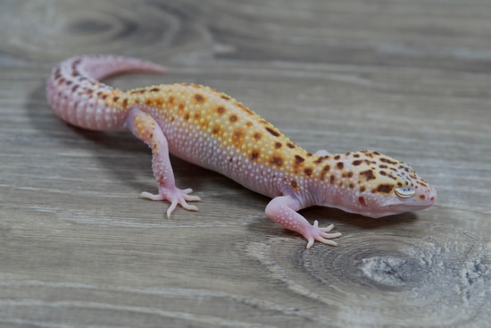 White & Yellow Mack Snow Radar Leopard Gecko by Red Rock Geckos