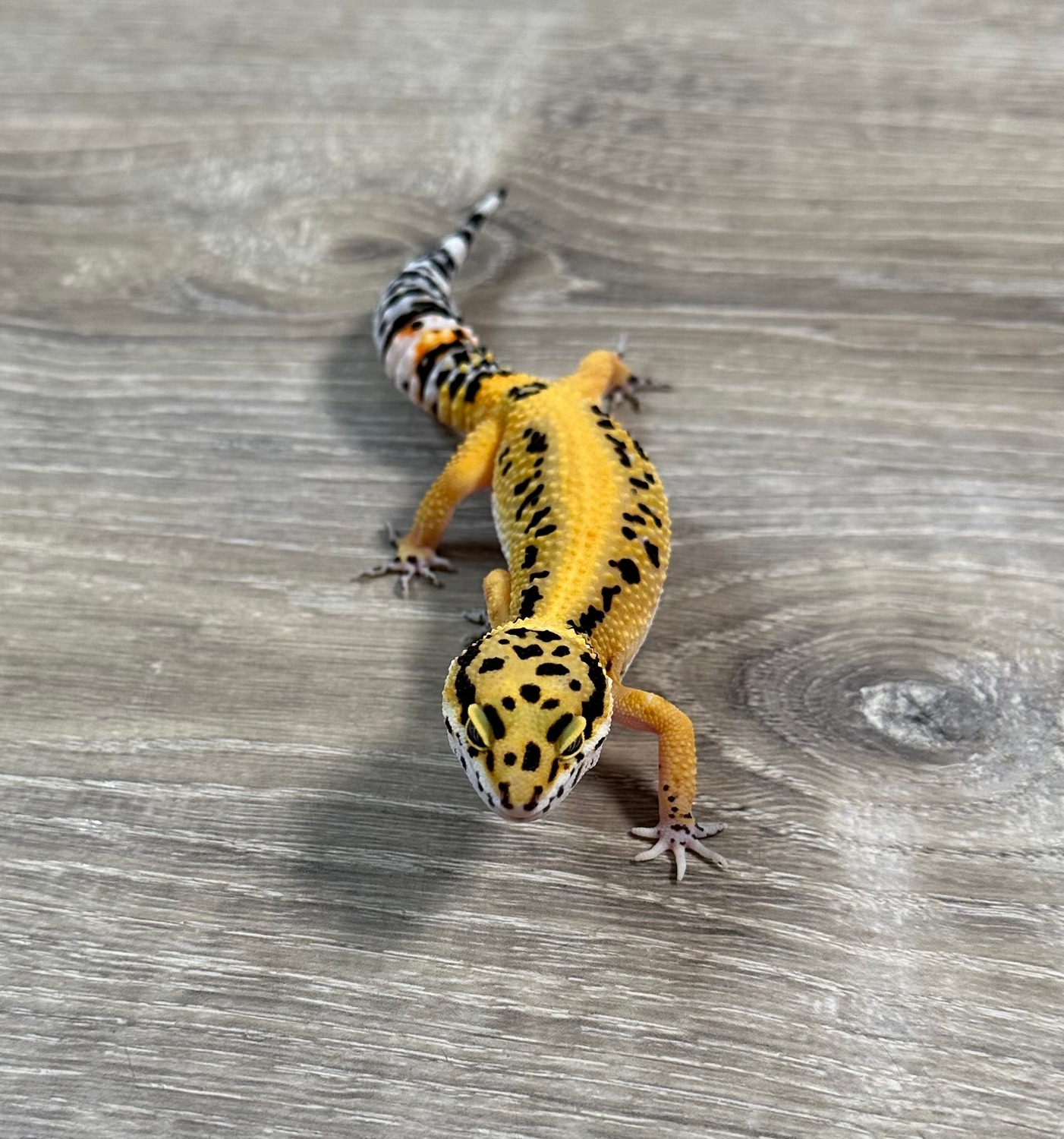 Firebold Leopard Gecko by Red Rock Gecko’s - MorphMarket