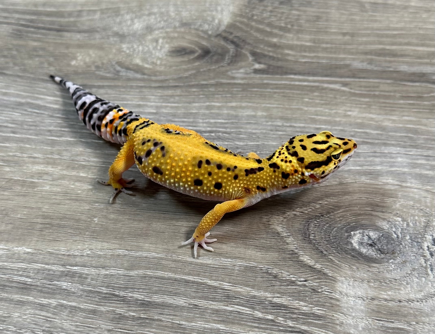 Firebold Leopard Gecko by Red Rock Gecko’s - MorphMarket