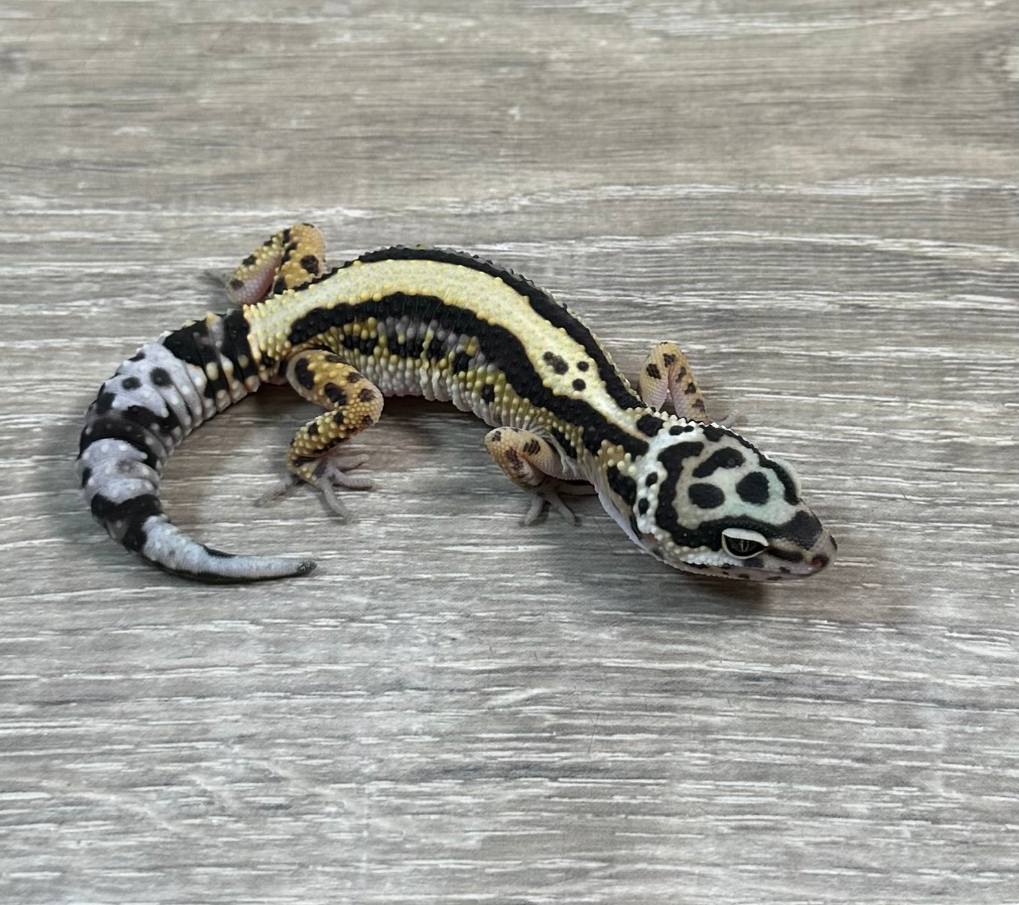 Extreme Bold Leopard Gecko by Red Rock Gecko’s - MorphMarket