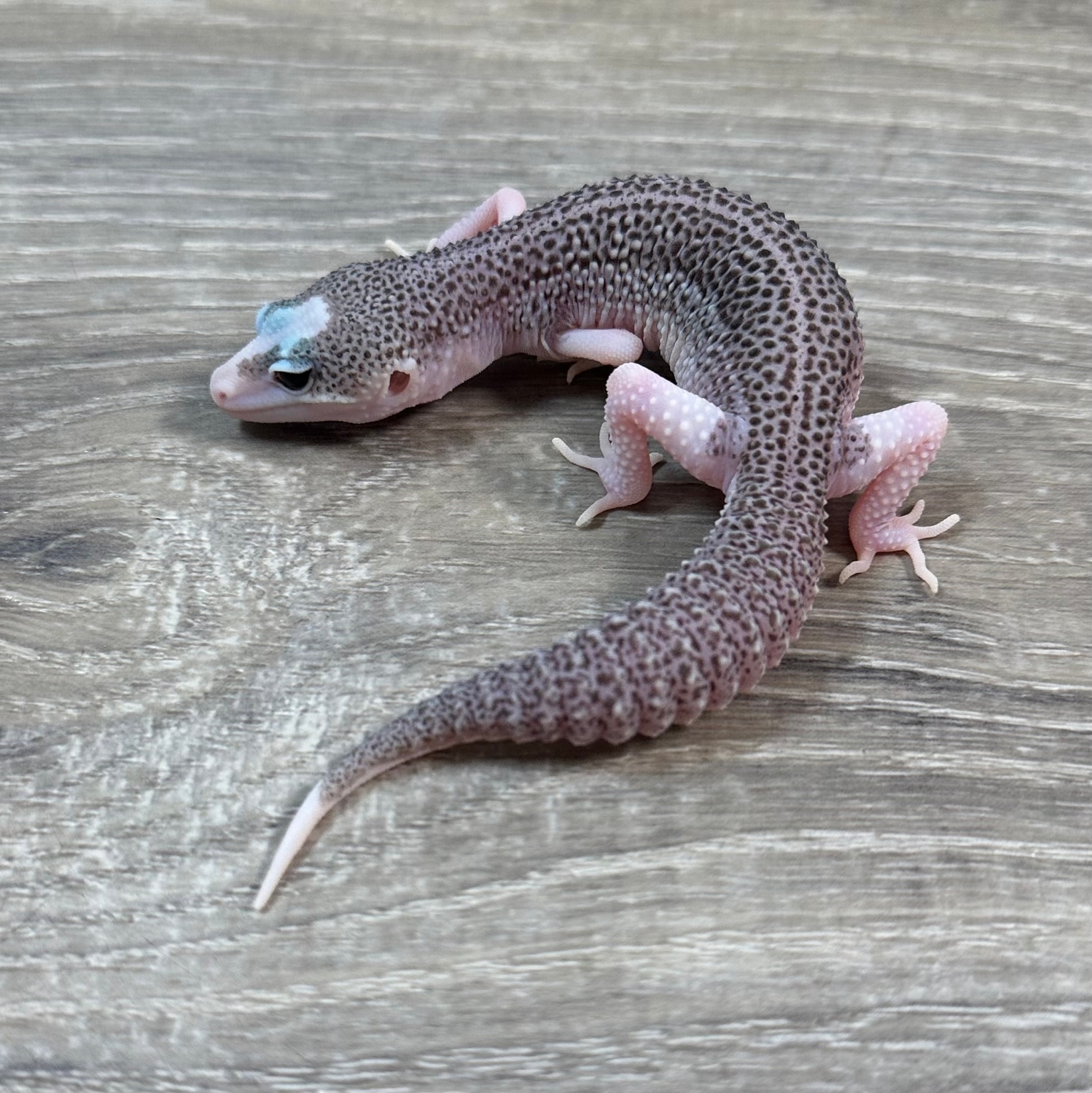 Super Snow Eclipse Leopard Gecko by Red Rock Gecko’s - MorphMarket