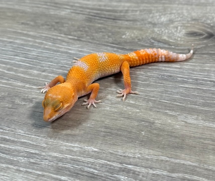 Super Snow Eclipse Leopard Gecko by Red Rock Gecko’s - MorphMarket