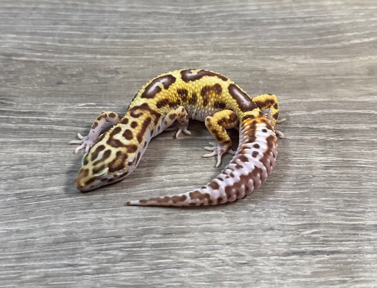 White & Yellow Mack Snow Bell Het Eclipse Leopard Gecko by Red Rock Geckos