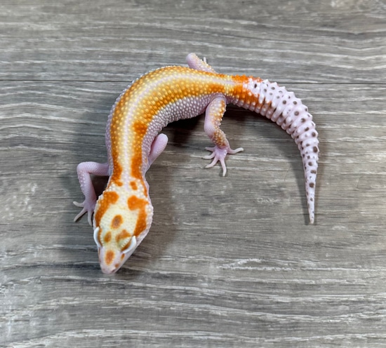 White & Yellow Mack Snow Bell Leopard Gecko by Red Rock Geckos