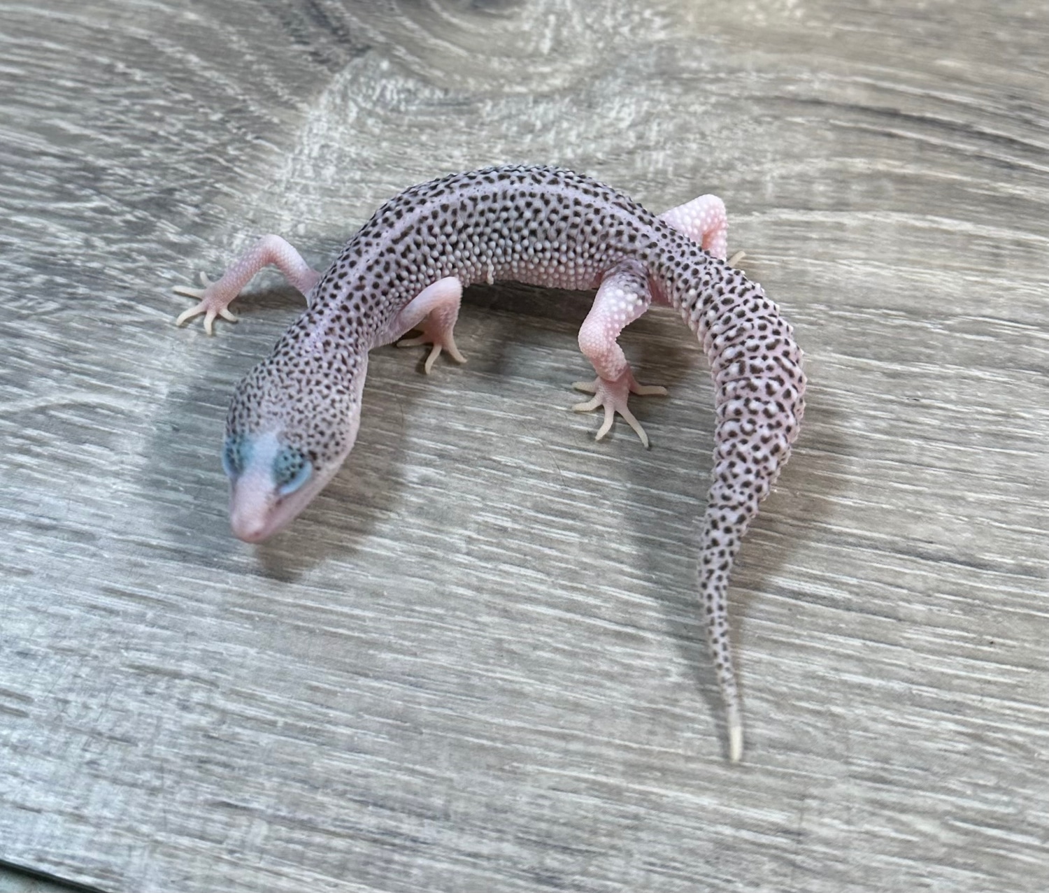 Super Snow Eclipse Leopard Gecko by Red Rock Gecko’s - MorphMarket