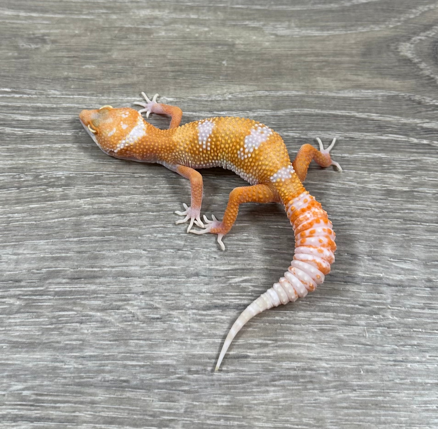 White & Yellow Blood Sunglow Cross Leopard Gecko by Red Rock Gecko’s ...