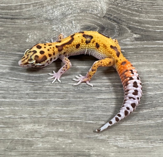 Tangerine Jungle Radar Leopard Gecko by Red Rock Geckos