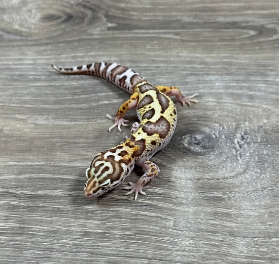 White & Yellow Mack Snow Jungle Radar Leopard Gecko by Red Rock Geckos