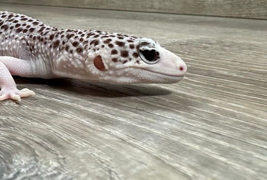 Super Snow Eclipse Leopard Gecko by Red Rock Geckos