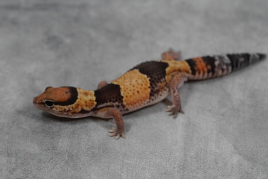 Normal Triple Het African Fat-Tailed Gecko by Red Rock Geckos