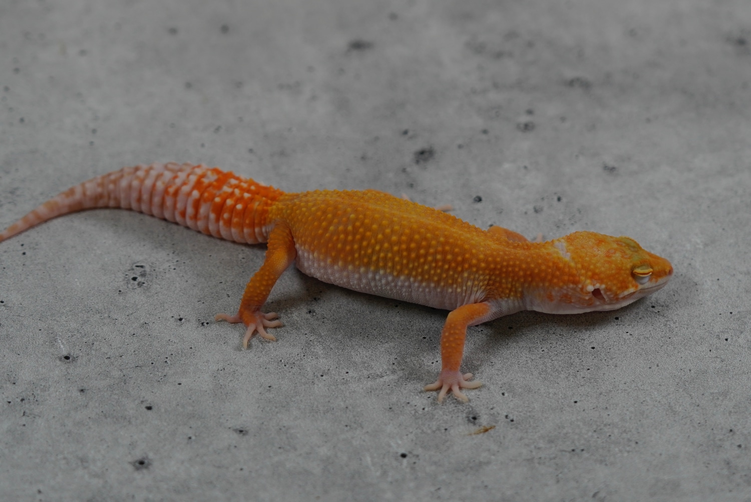 Free Shipping! White & Yellow Sunglow Leopard Gecko by Red Rock Gecko’s ...