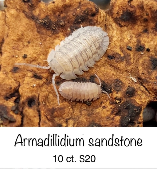 Armadillidium Omblae "sandstone” Isopod by Red Rock Geckos