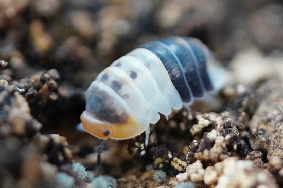 Cubaris White Shark Isopod by Red Rock Geckos