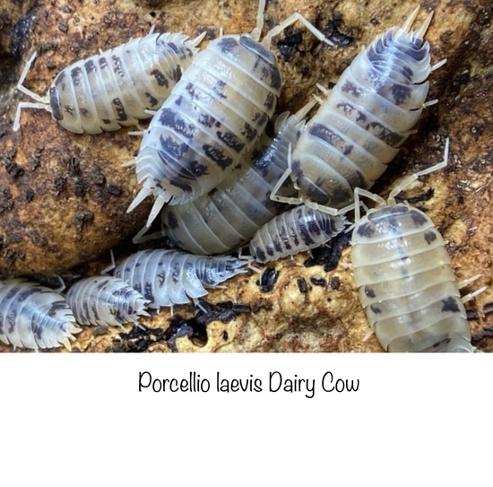 Porcellio Laevis Dairy Cow Isopod by Red Rock Geckos