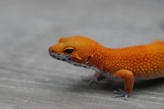 Gecko Genetics X Atomic Electric Leopard Gecko by Red Rock Geckos