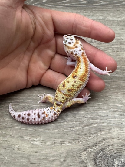 White & Yellow Mack Snow Bell Het Eclipse Leopard Gecko by Red Rock Geckos
