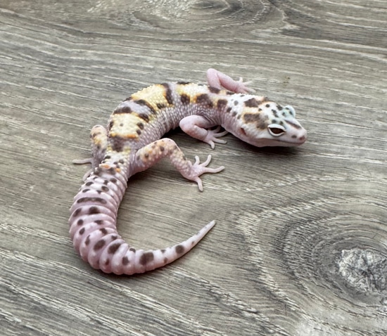 White & Yellow Mack Snow Bell Het Eclipse Leopard Gecko by Red Rock Geckos