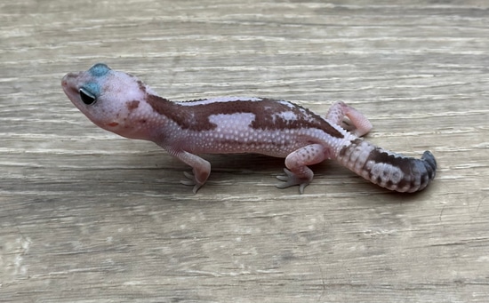 Oreo Zulu African Fat-Tailed Gecko by Red Rock Geckos