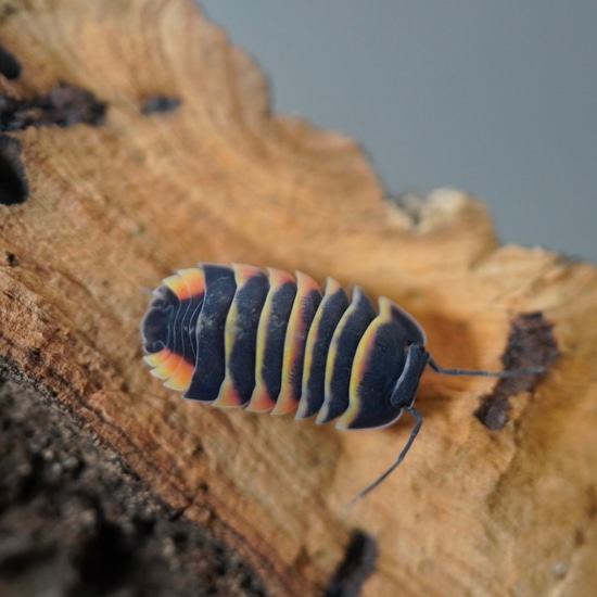 Merulanella Red Ember Bees Isopod by Red Rock Geckos