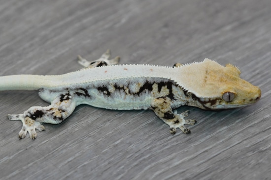 High Coverage Lilly White 50% Het Axanthic Crested Gecko by Red Rock Geckos