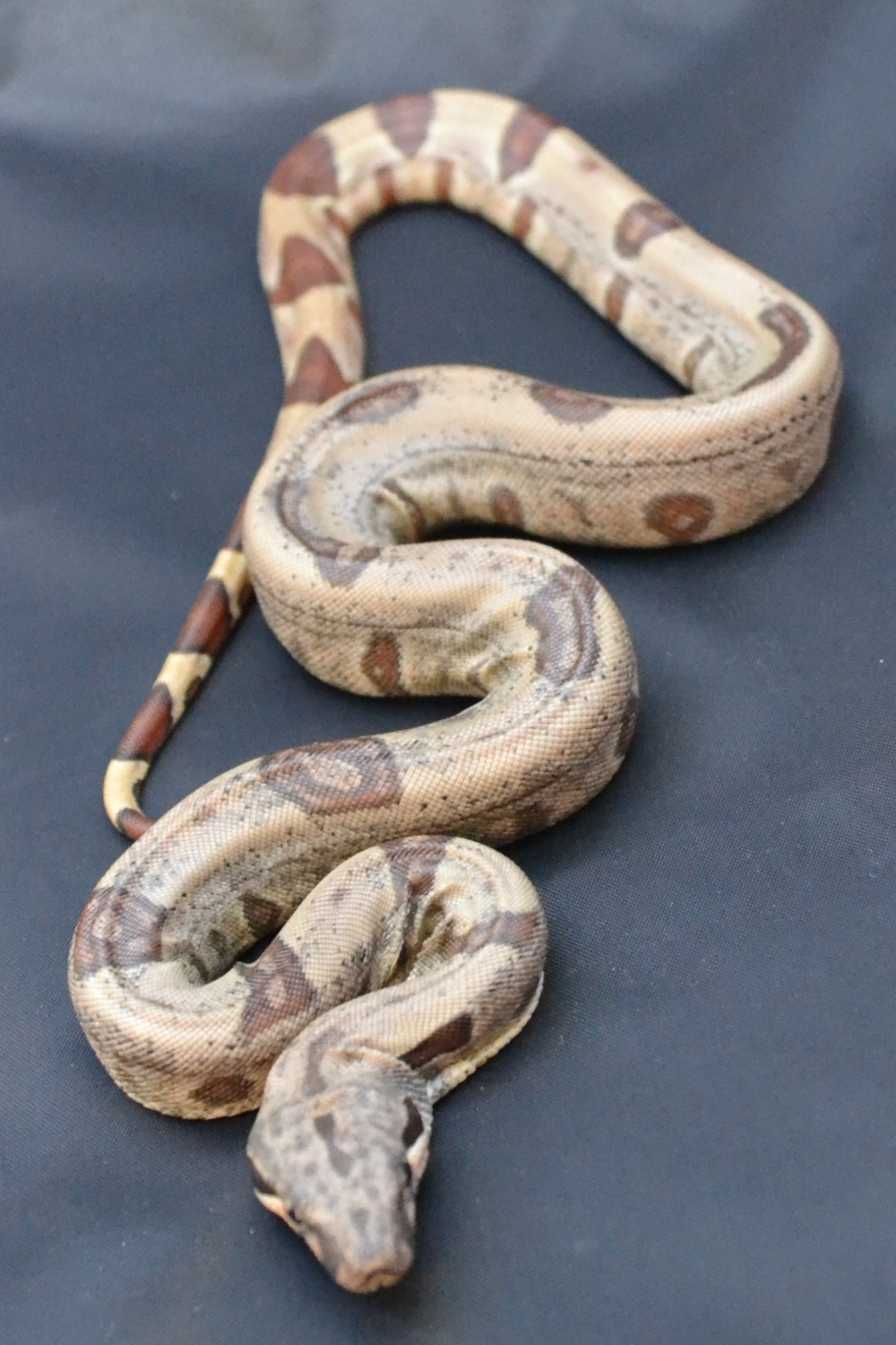 Hypo Jungle Boa Constrictor by Redsand Reptiles - MorphMarket
