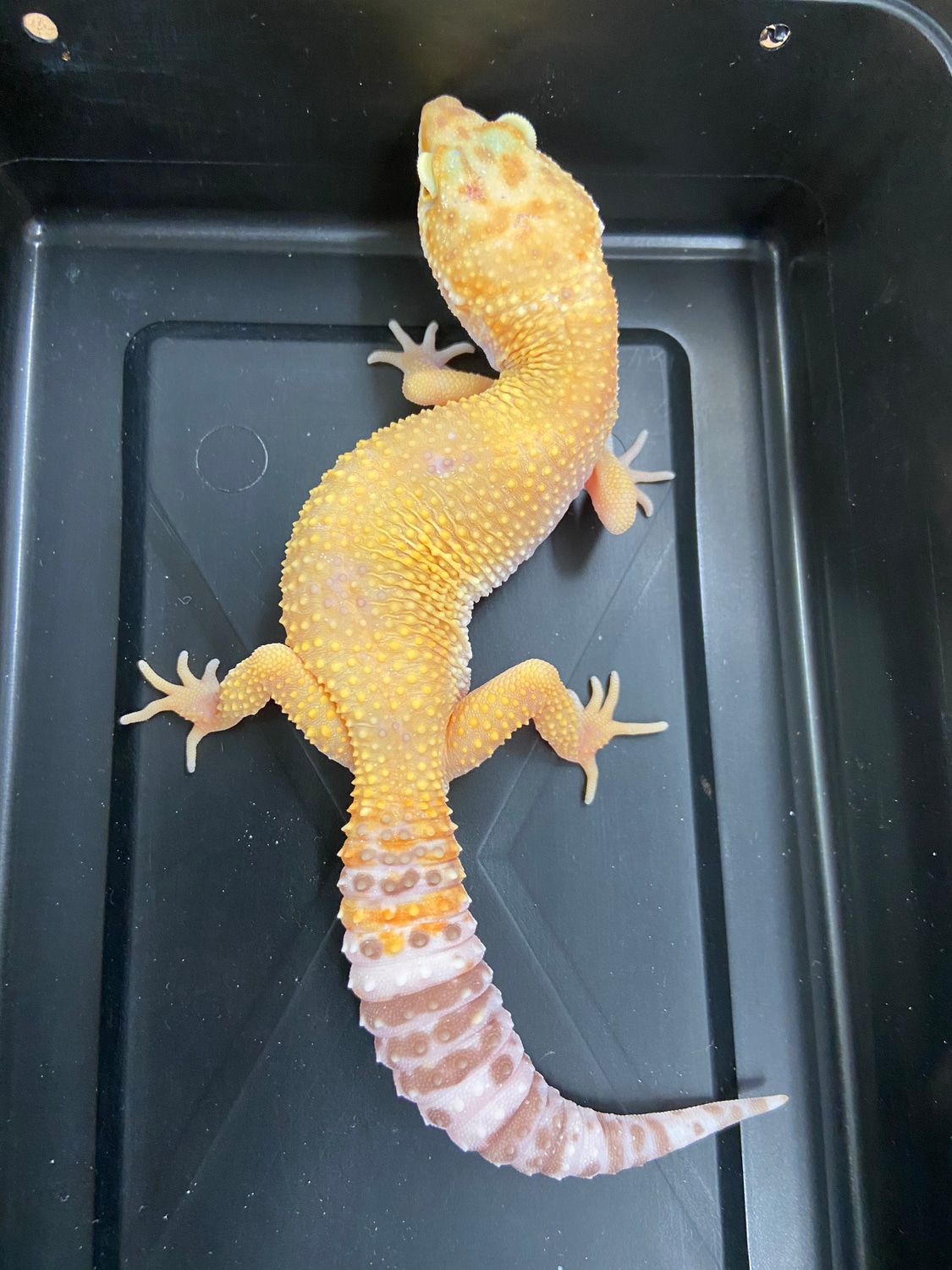 Sunglow Het Diablo Blanco Leopard Gecko by Lou's Leopard Gecko Morphs ...