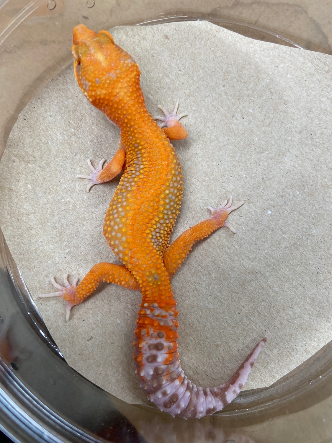 Magma Line Rainwater Poss Het Eclipse Leopard Gecko by Lou's Leopard ...