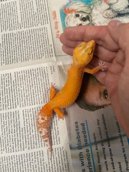 2021 Rainwater Wy Firewater Cross Leopard Gecko by Lou's Leopard Gecko Morphs