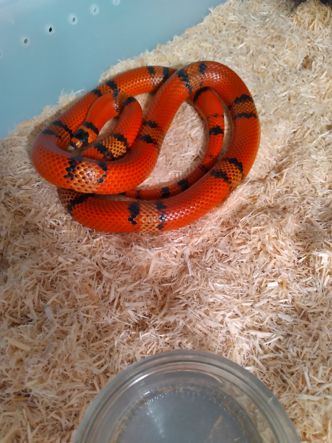 Tangerine Vanishing Pattern 100% Het Albino Honduran Milk Snake by ...