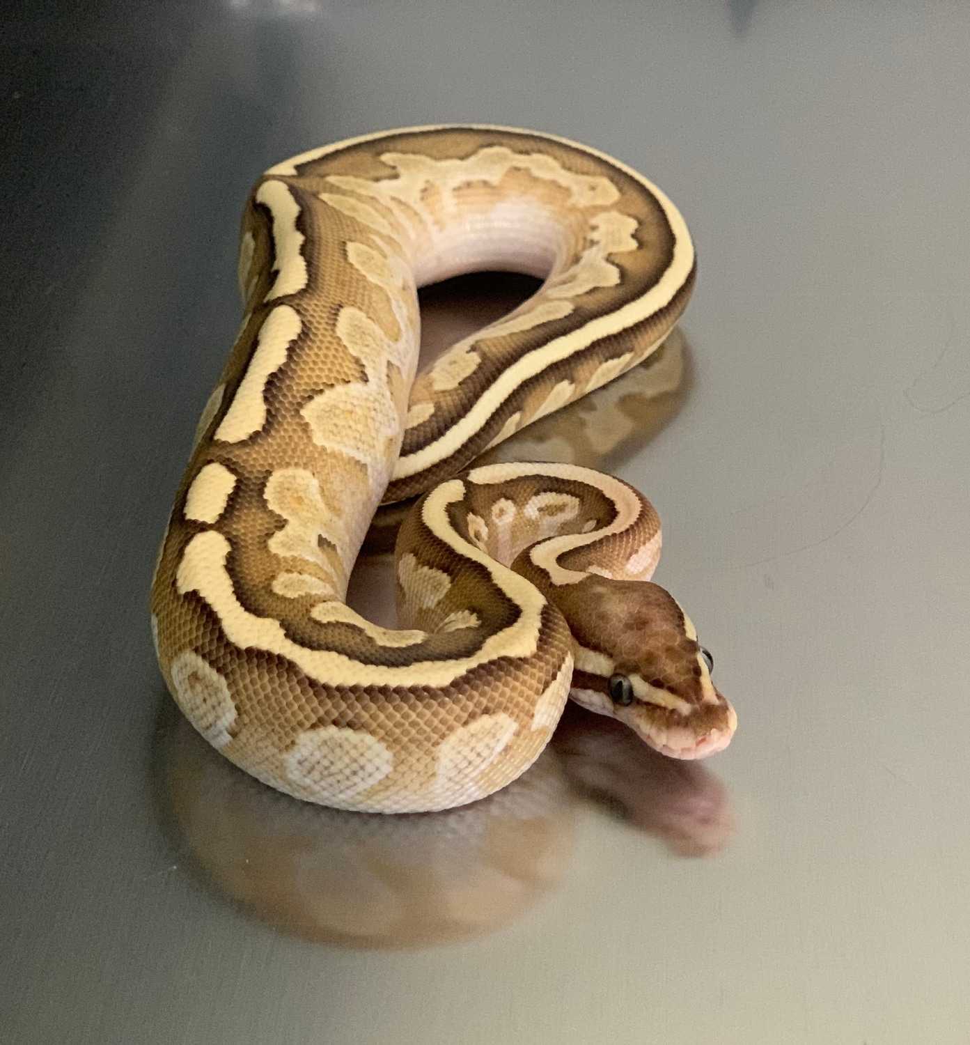 Fire Lesser Possible Double Het Pied And Lavender Albino (Dreamsicle ...