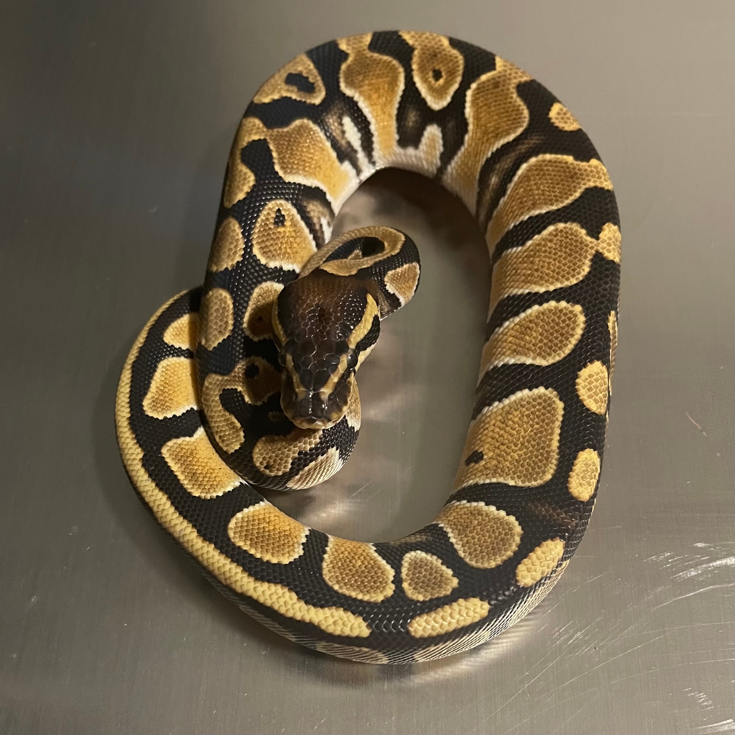 Orange Dream 50% Possible Het Dreamsicle Ball Python by Golden West ...