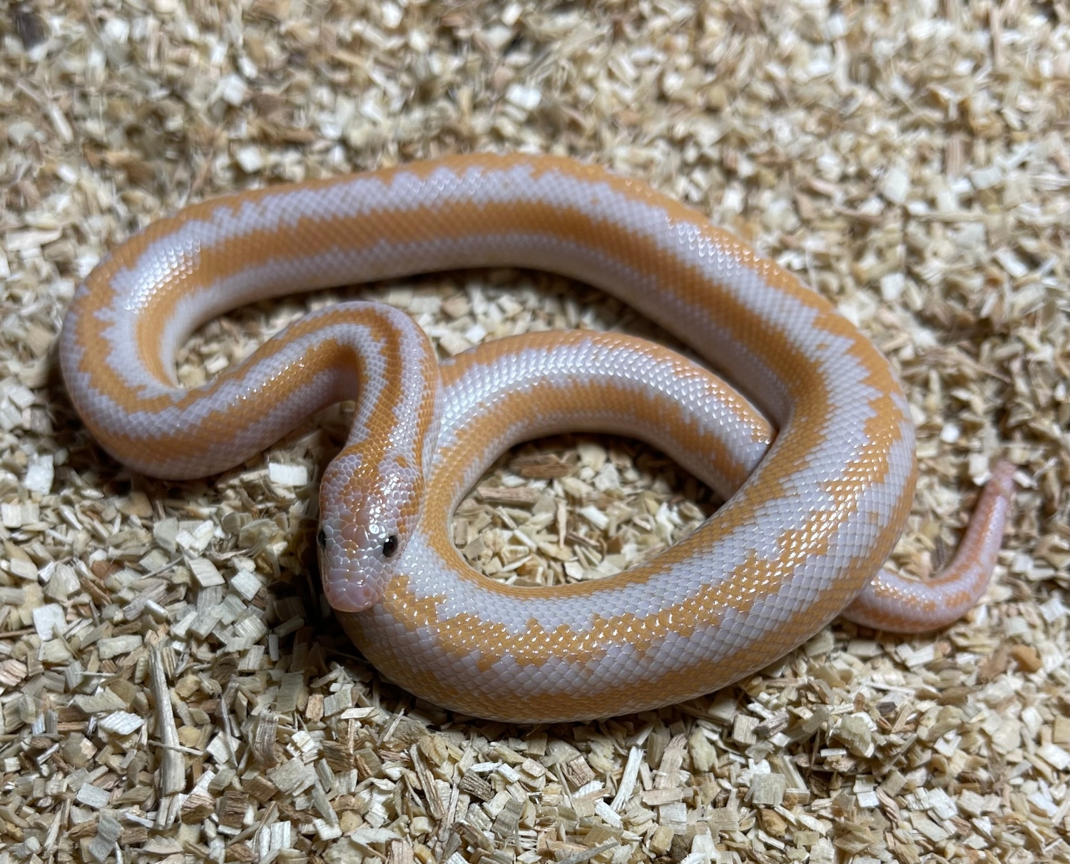 Whitewater Albino Possible Het Snowwhite Rosy Boa by Golden West ...