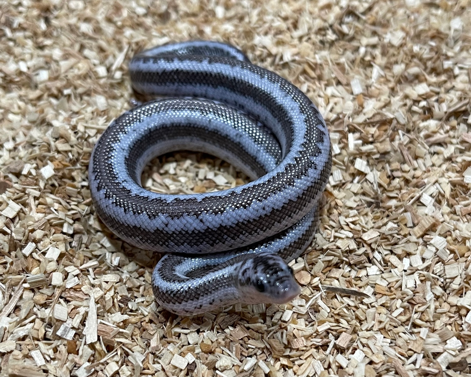 2023 Morongo High Contrast Axanthic Rosy Boa Female by Golden West ...