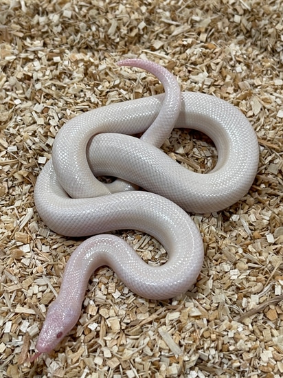 Limburg Coastal Snow Rosy Boa by Golden West Reptiles