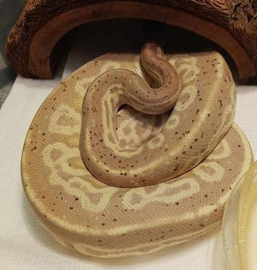 Adult Male Banana Cinnamon Ball Python by Redgrove Reptiles