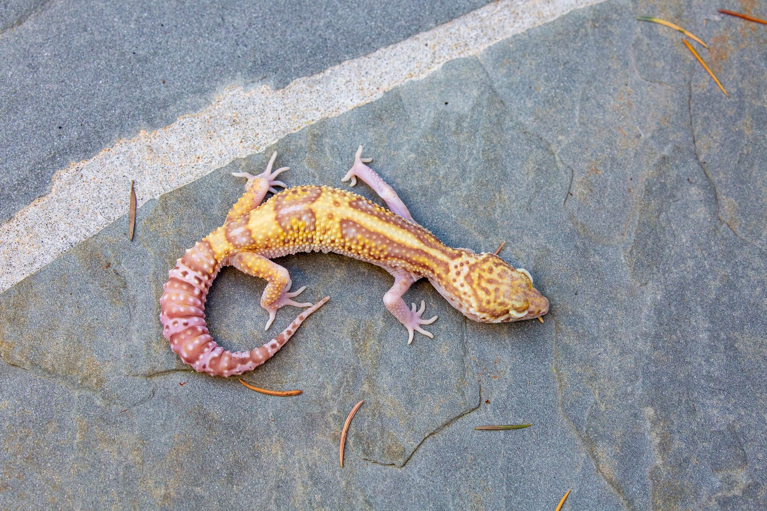 Radar Het White Knight Leopard Gecko by Sunshine Reptiles - MorphMarket