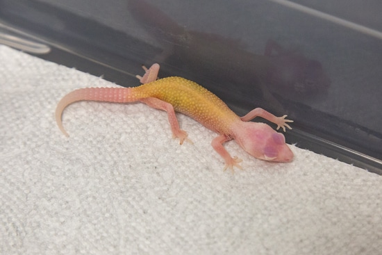 TSF White Knight (Missing Toes!) Leopard Gecko by Sunshine Reptiles