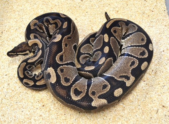 Het. Dreamsicle Female - Adult Ball Python by Snakecanyon