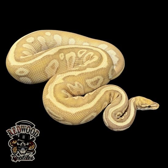 FEMALE MAKER!!! Banana Leopard Butter 66% Het Clown Ball Python by ...