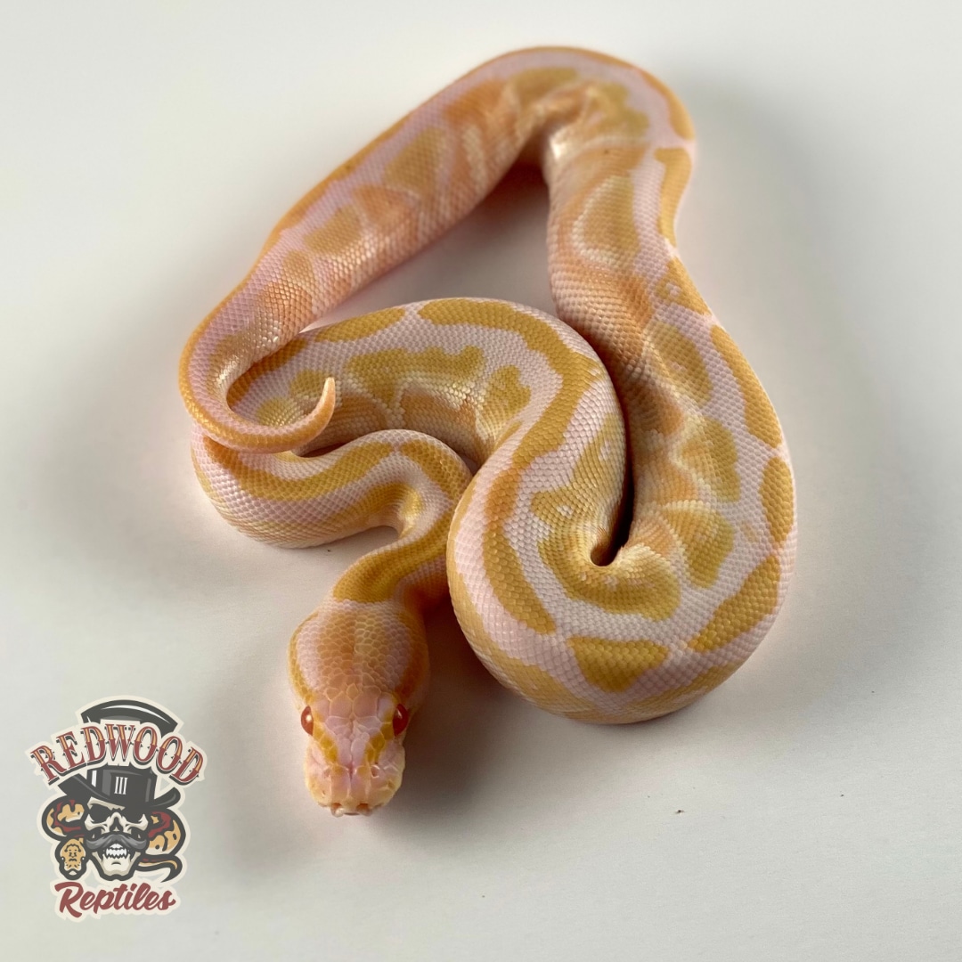 Leopard Butter Albino Ball Python by Redwood Reptiles - MorphMarket