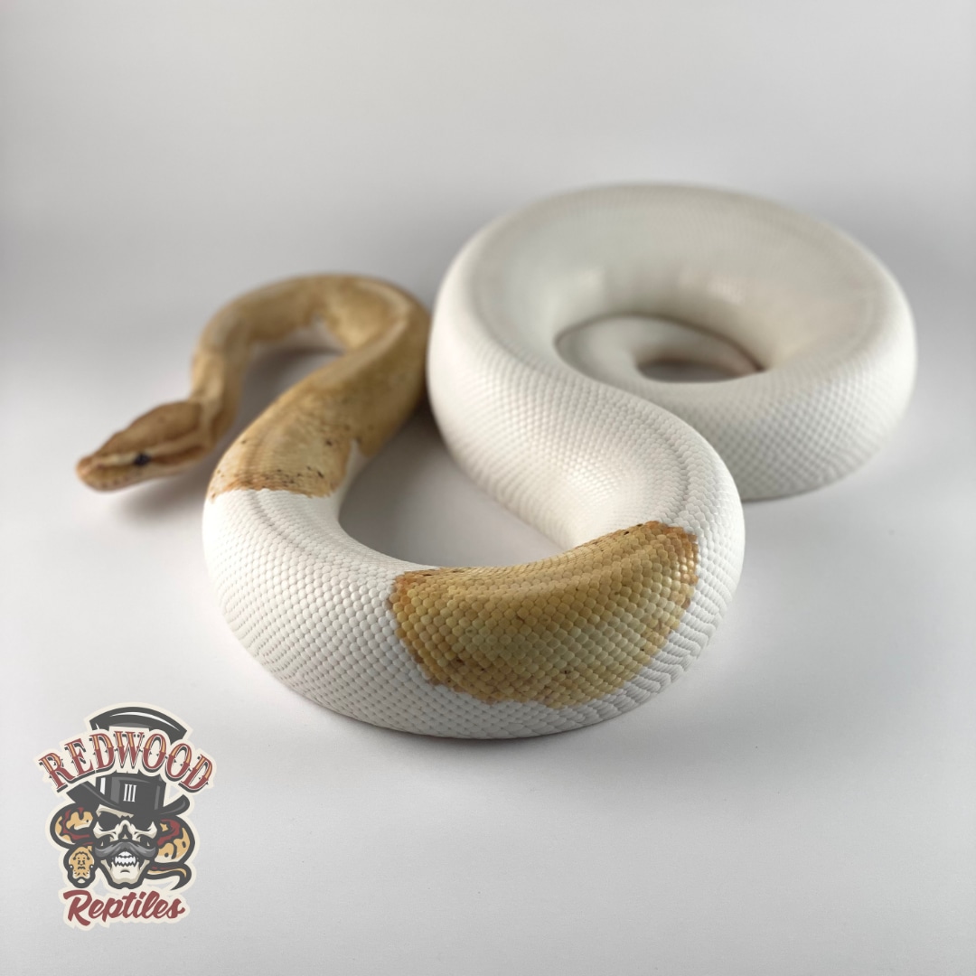 Coral Glow Pied Ball Python by Redwood Reptiles - MorphMarket