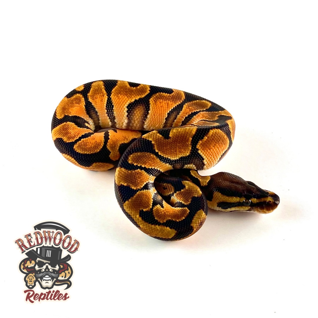 🍊NR Mandarin ODYB Enchi Ball Python by Redwood Reptiles - MorphMarket